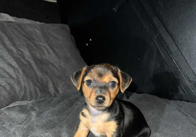 2 Adorable Female Jack Russel Puppies For Sale! READY TO GO - Jack ...