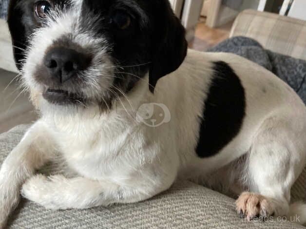 5year Old Jack Russel X Shih Tzu Jack Russell For Sale In Leicester