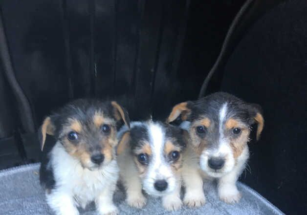 Beautiful Jack Russell Puppies For Sale in Basildon, Essex