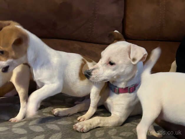 Beautiful Jack Russell Puppies For Sale in Oxford, Oxfordshire