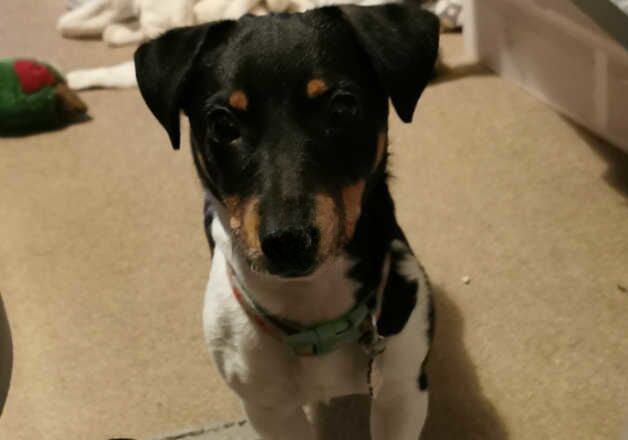Jack Russell Female Young For Sale in Ashford, Surrey | Jack Russell Owners