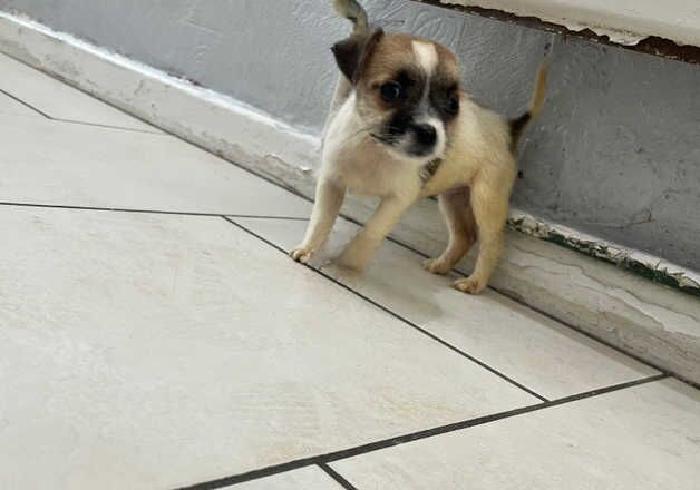 Jack Russell Puppies For Sale in Ashford, Surrey | Jack Russell Owners