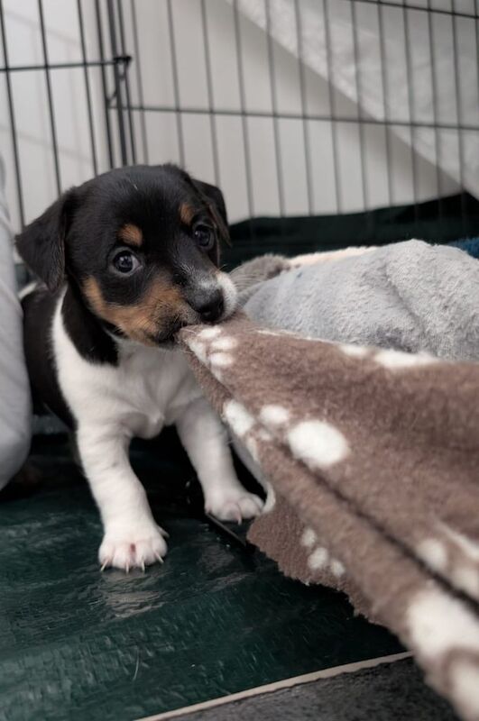 🐶 Jack Russell Puppies Ready For Rehoming – 4 Females & 1 Male 🐶 For ...