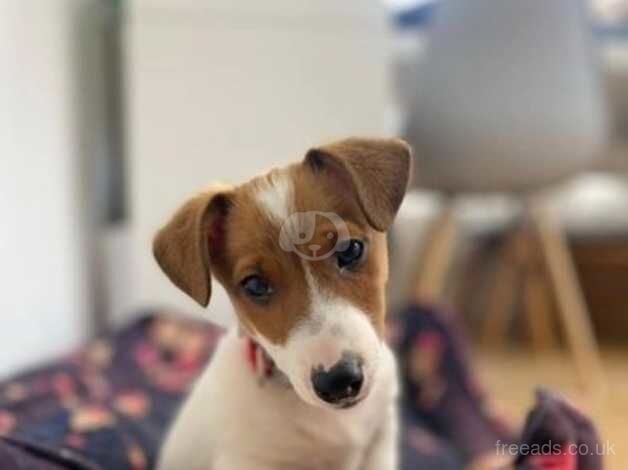 Stunning Kc Reg Jack Russell Puppies For Sale in Bath, Somerset