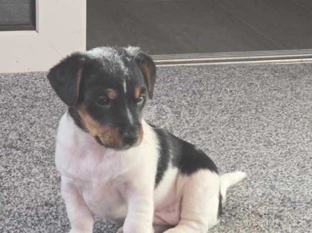 Tri Colour Full Jack Russel - Jack Russell Puppies For Sale in Cardiff ...