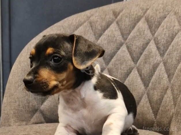 Working Short Legged Jack Russell Pups Ready To Leave For Sale in Wigan ...