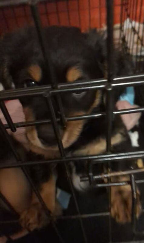 Yorkshire Terrier, Jack Russell, King Charles Spaniel Cross Puppies For ...